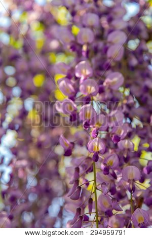 Wisteria Flowers Images, Illustrations & Vectors (Free) - Bigstock