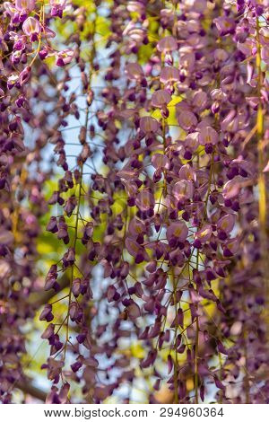 Wisteria Flowers Images, Illustrations & Vectors (Free) - Bigstock