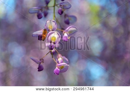 Wisteria Flowers Images, Illustrations & Vectors (Free) - Bigstock