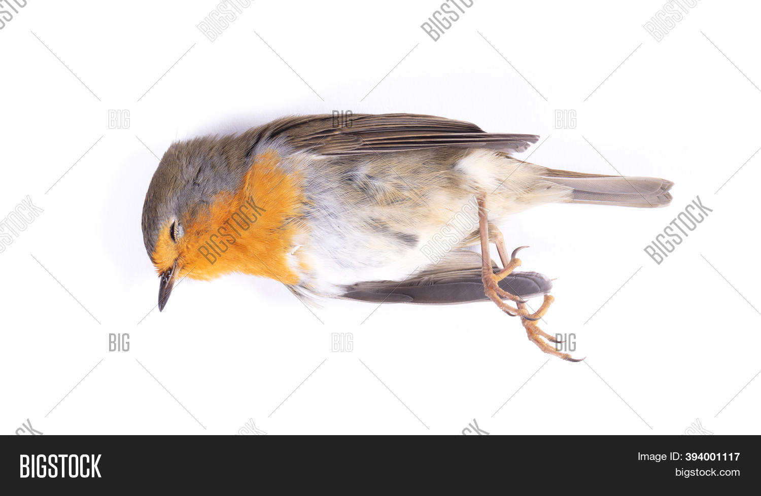 Dead Robin Red Breast Image & Photo (Free Trial) | Bigstock
