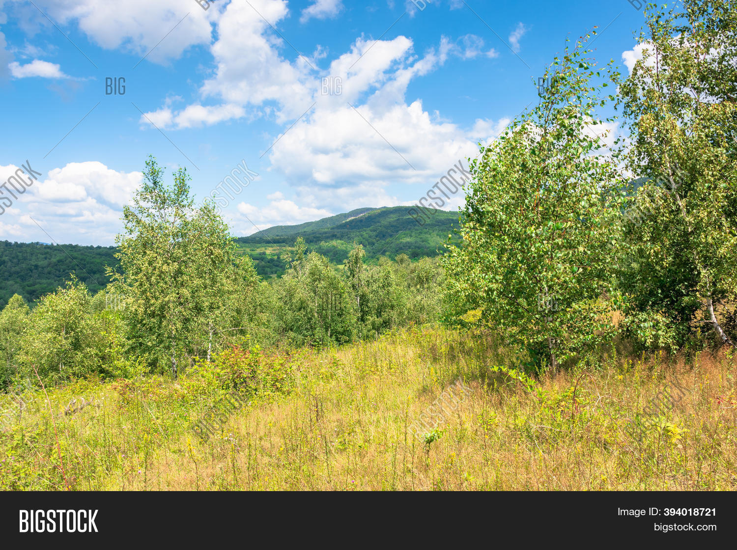 Young Forest On Meadow Image & Photo (Free Trial) | Bigstock