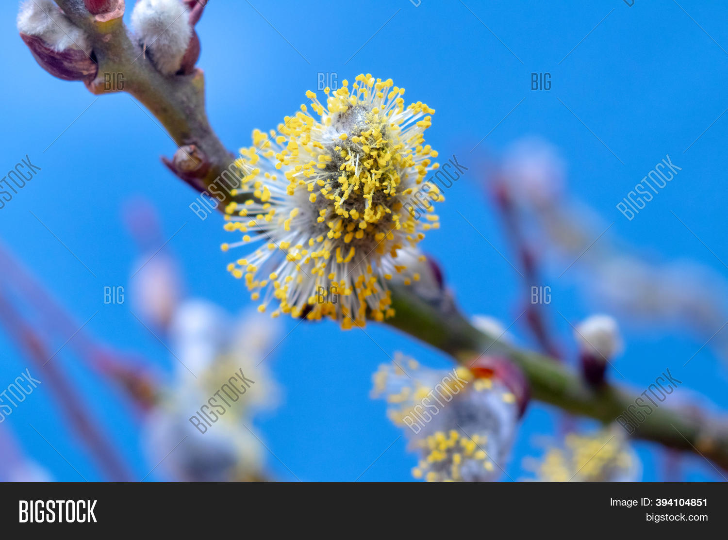 Willow Branch Flower Image & Photo (Free Trial) | Bigstock
