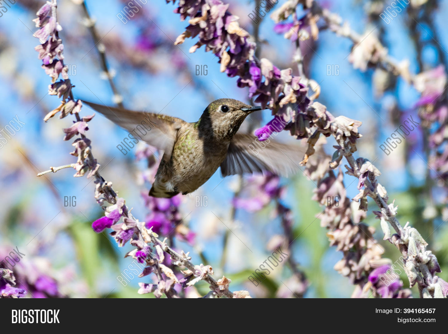 Rufus Hummingbird Image & Photo (Free Trial) | Bigstock