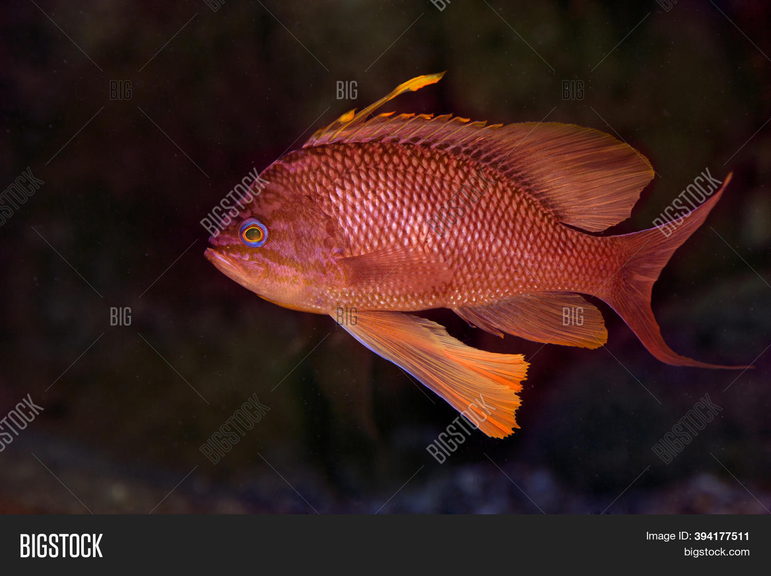 Swallowtail Seaperch ( Image & Photo (Free Trial) | Bigstock