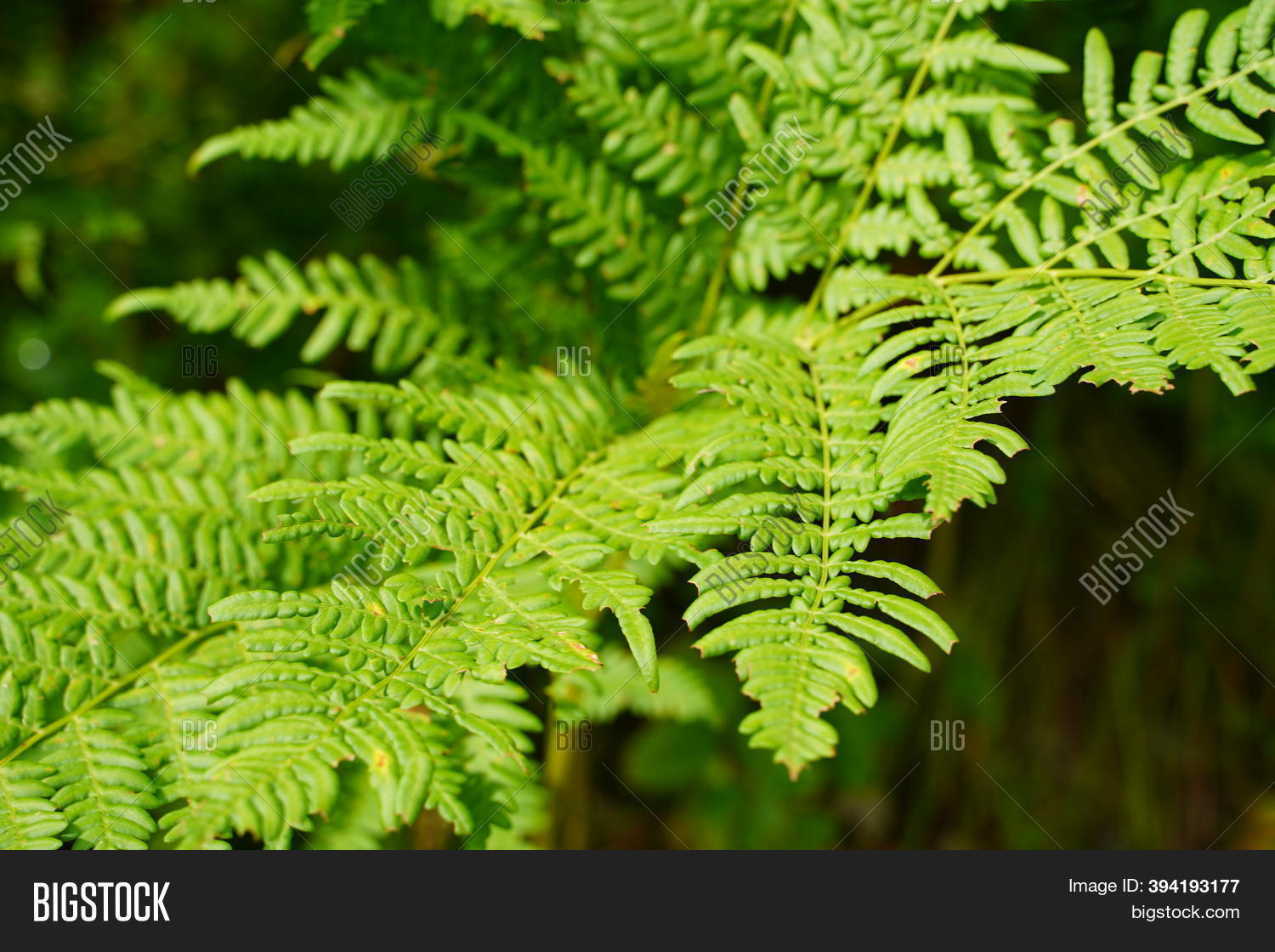Go Green. Green Fern Image & Photo (Free Trial) | Bigstock