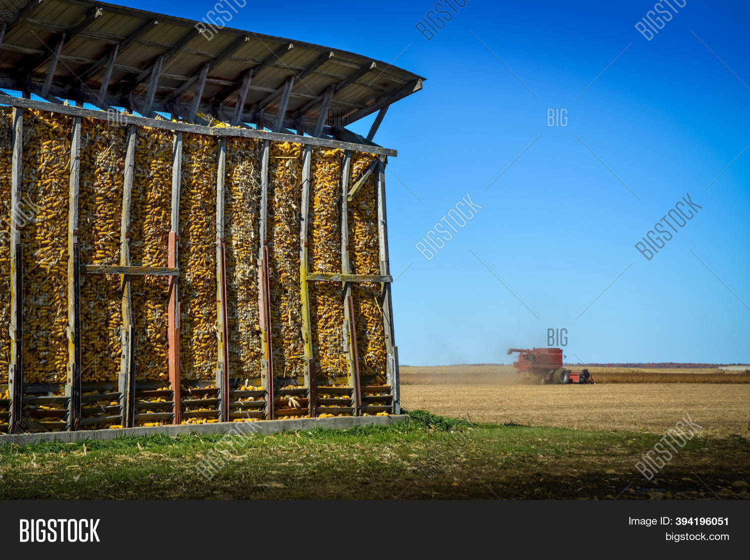 Corn Cobs Drying Image & Photo (Free Trial) | Bigstock