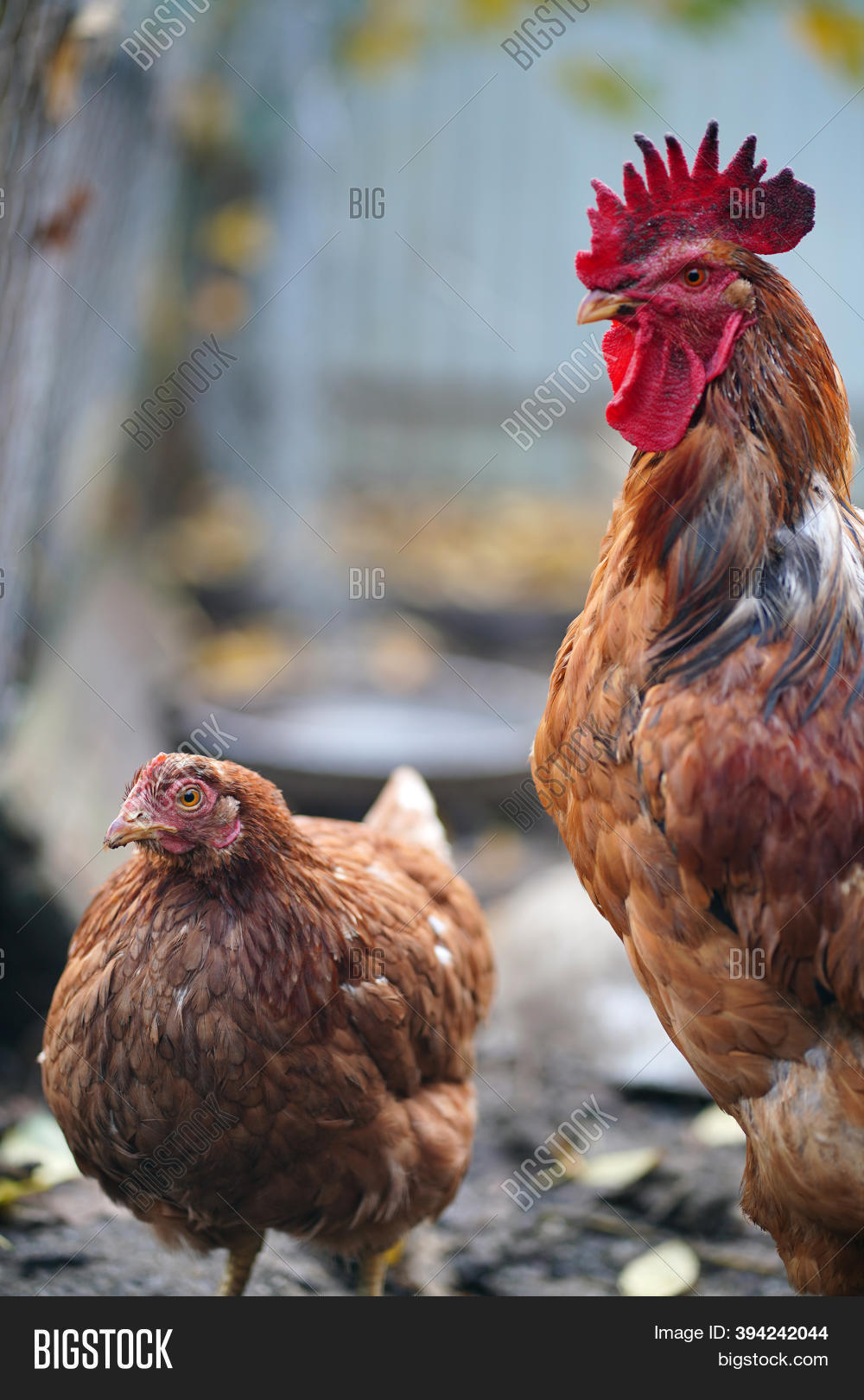 Red Hen Rooster Walk Image & Photo (Free Trial) | Bigstock