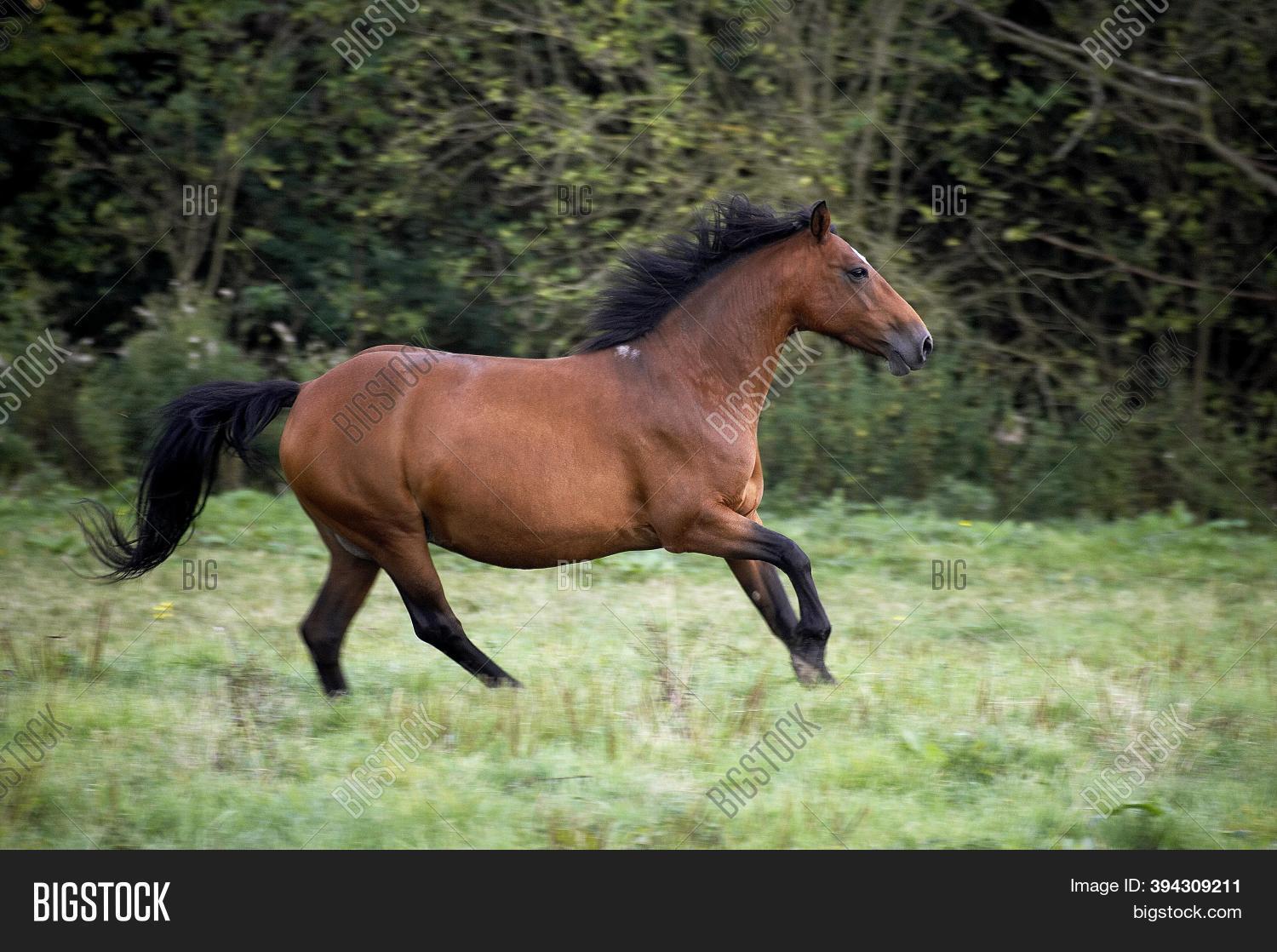 Connemara Pony, Adult Image & Photo (Free Trial) | Bigstock