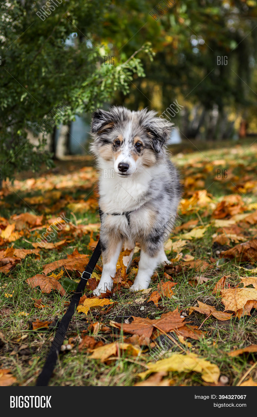 Beautiful Blue Merle Image & Photo (Free Trial) | Bigstock