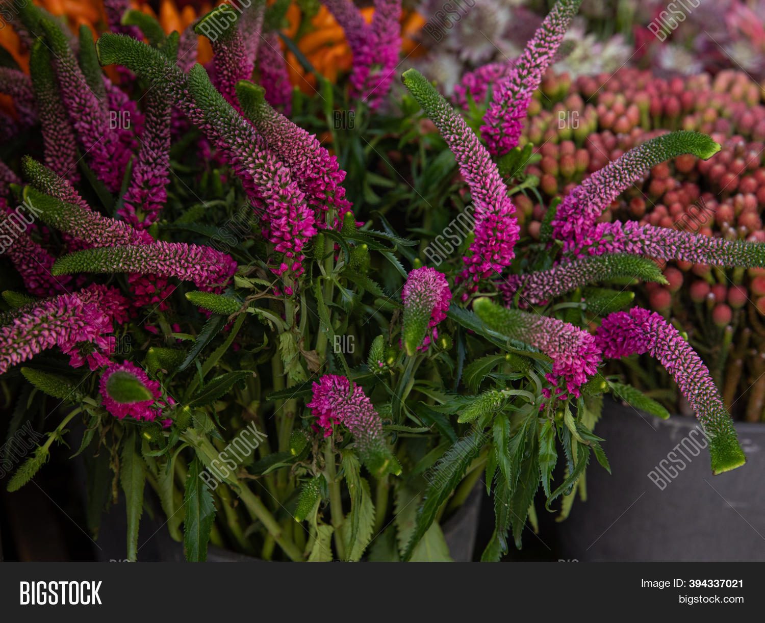 Fresh Cut Pink Flowers Image & Photo (Free Trial) | Bigstock