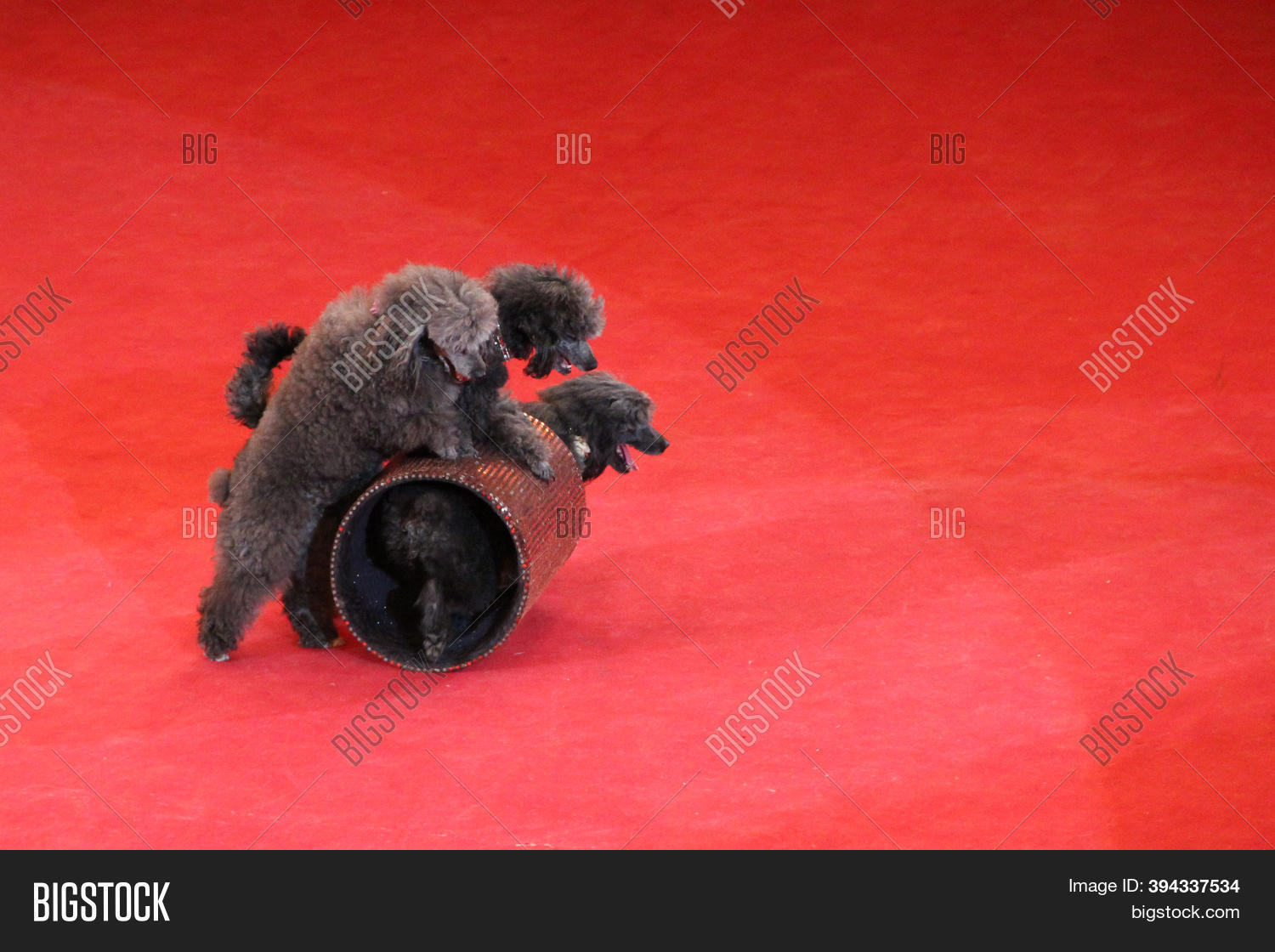 Trained Poodles Image & Photo (Free Trial) | Bigstock