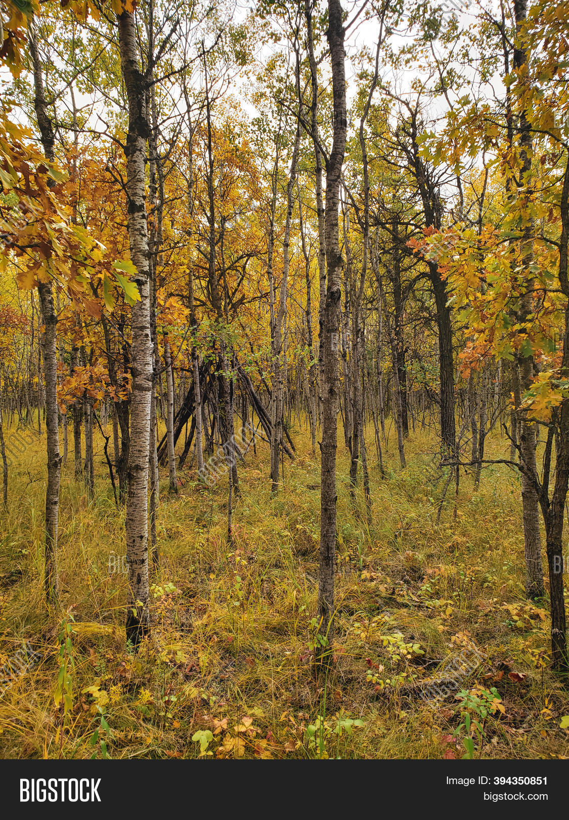 Beautiful Autumn Scene Image & Photo (Free Trial) | Bigstock