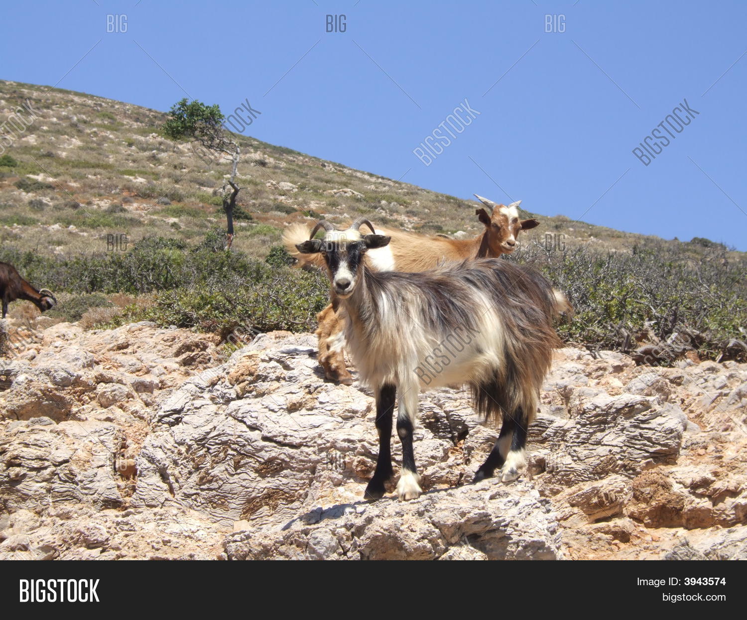 Wild Goats On Greek Image & Photo (Free Trial) | Bigstock