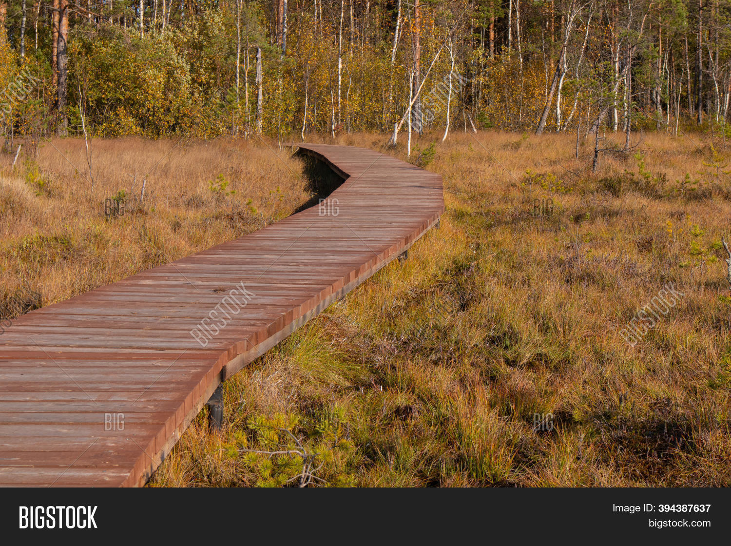 Wooden Road Through Image & Photo (Free Trial) | Bigstock
