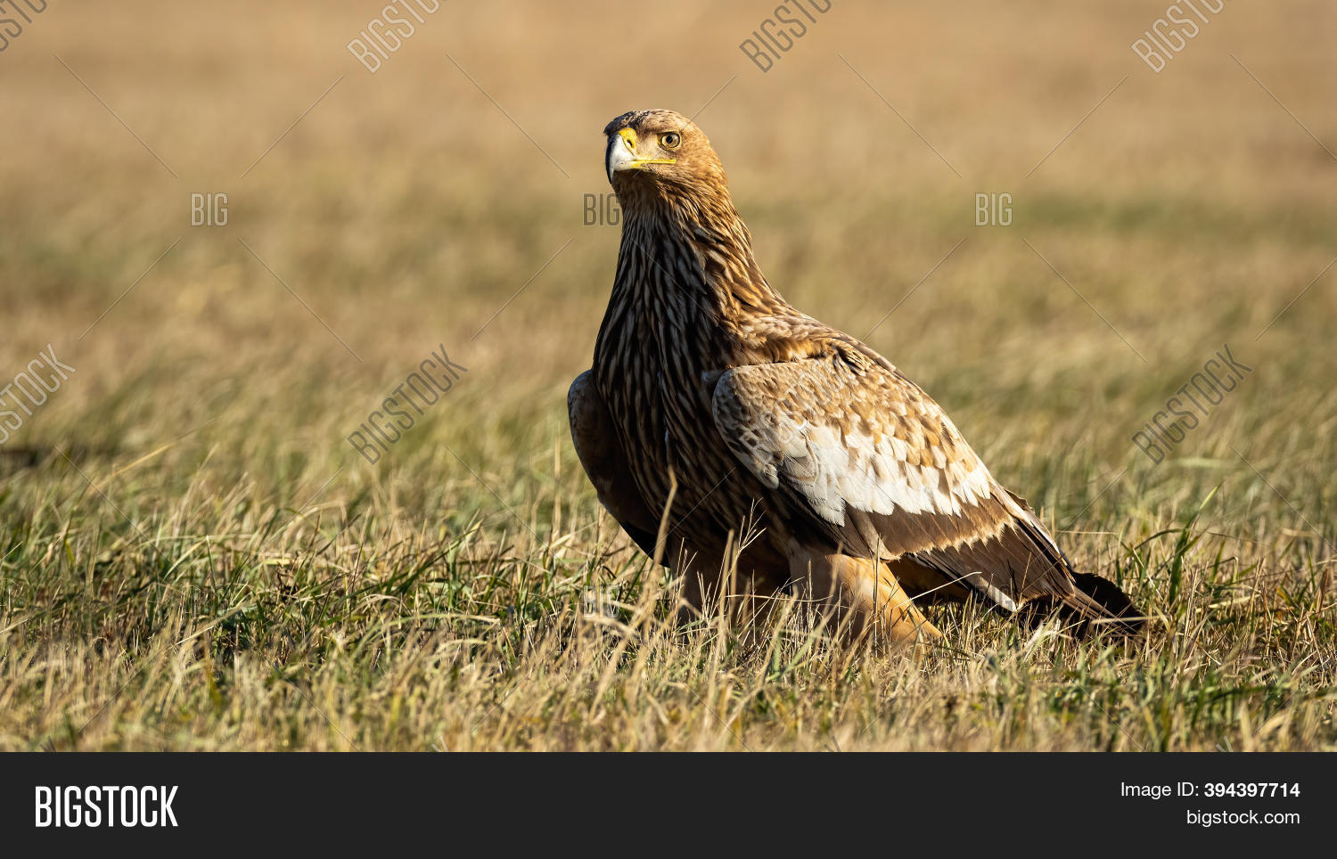 Strong Eastern Image & Photo (Free Trial) | Bigstock