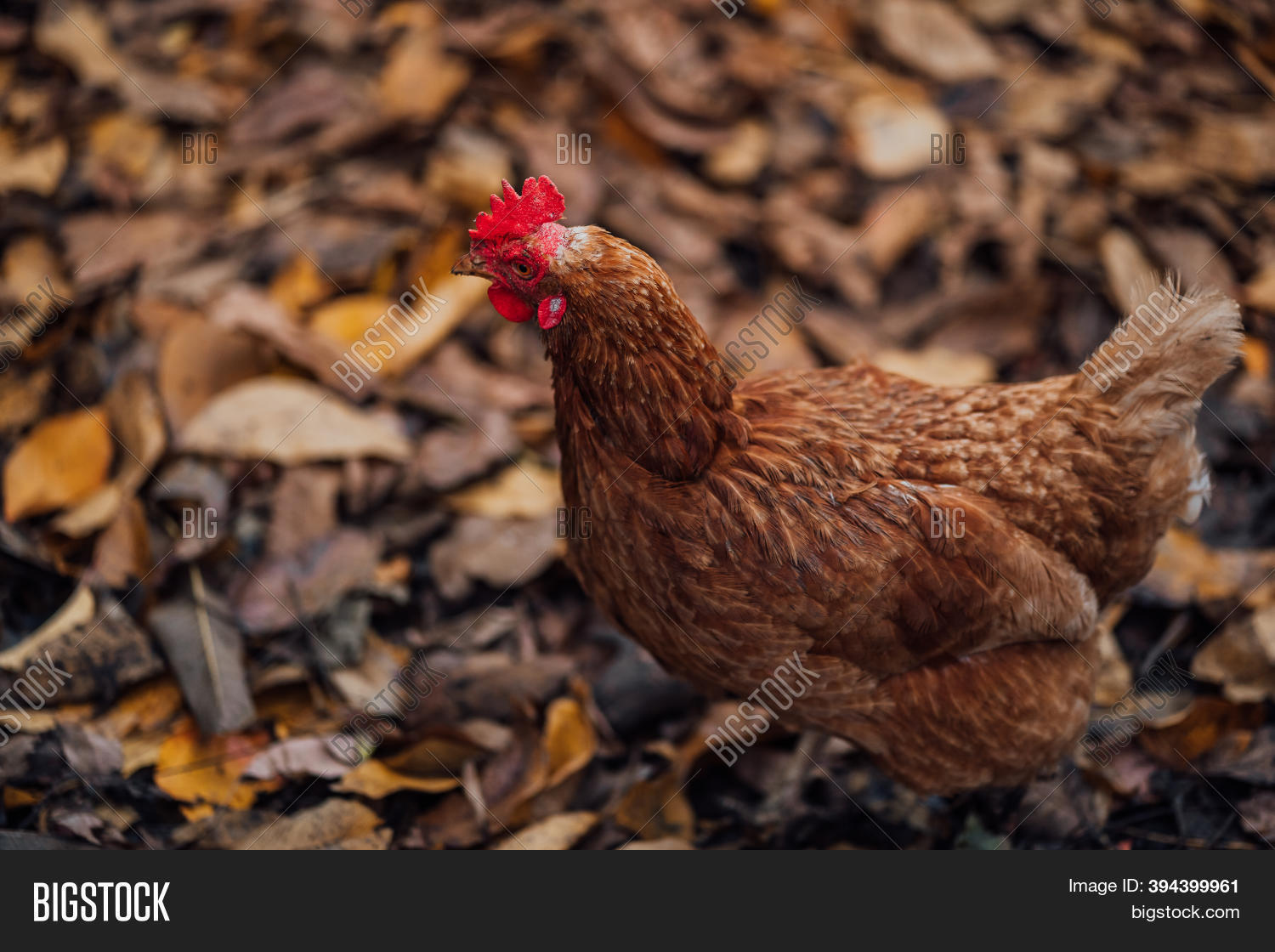 Chicken On Fallen Image & Photo (Free Trial) | Bigstock