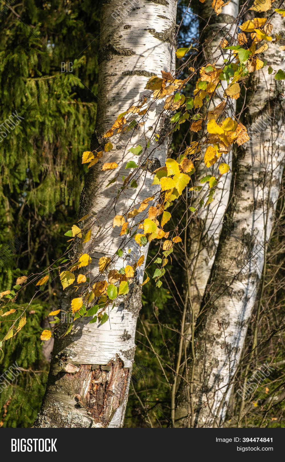 Thin Long Birch Image & Photo (Free Trial) | Bigstock