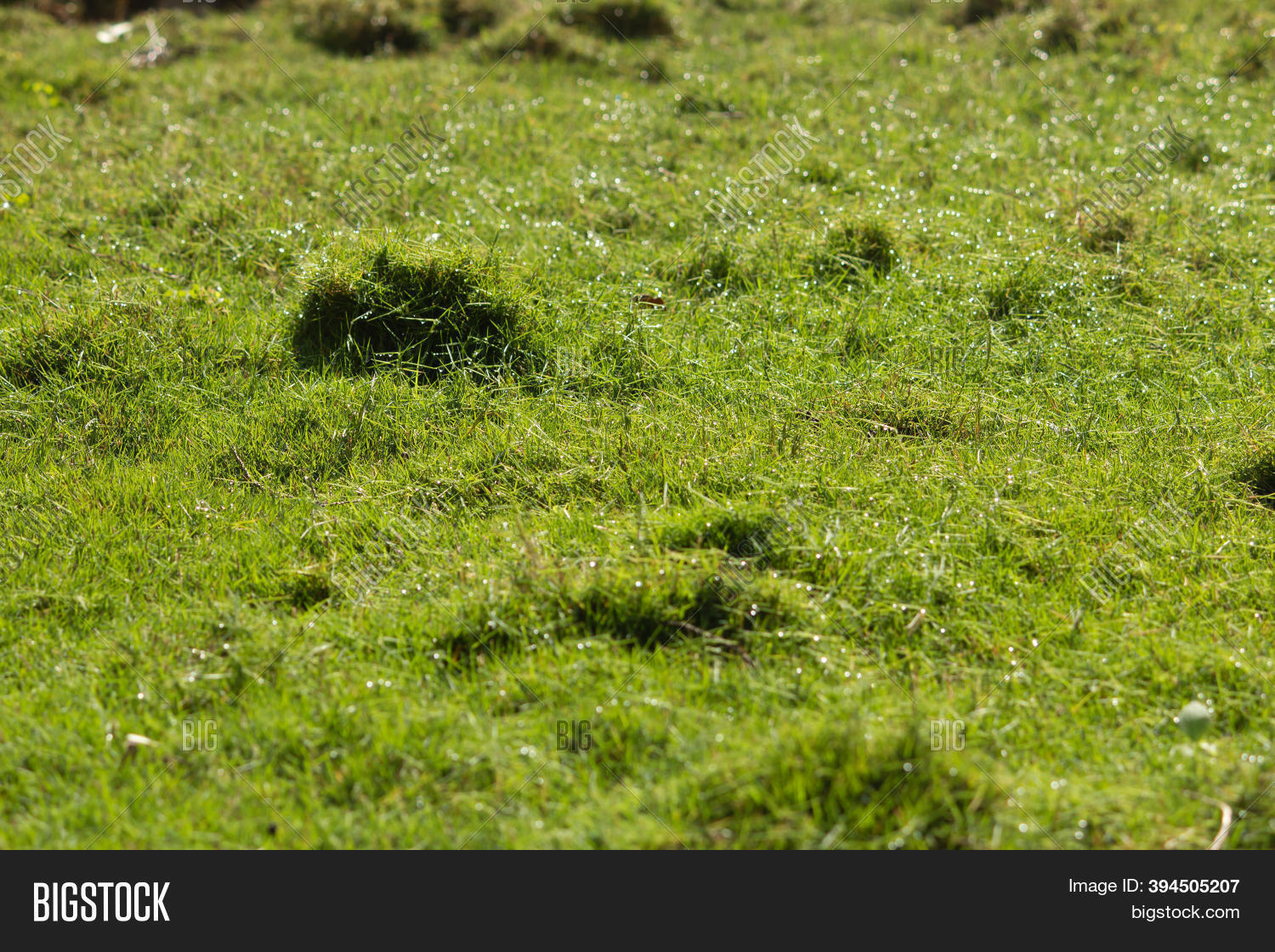 Beautiful View Grass Image & Photo (Free Trial) | Bigstock