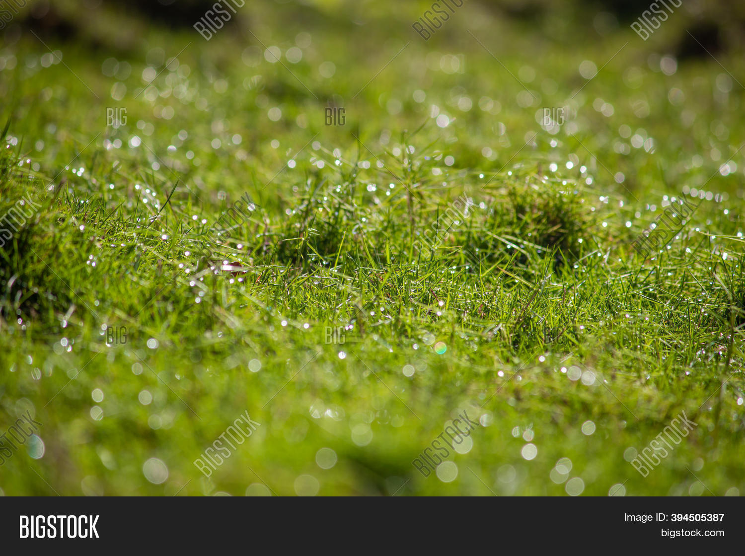 Beautiful View Grass Image & Photo (Free Trial) | Bigstock