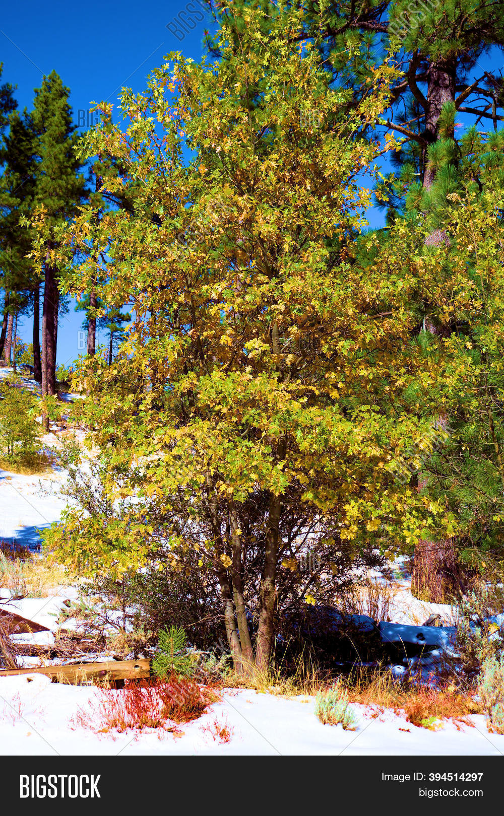 Oak Trees Changing Image & Photo (Free Trial) | Bigstock