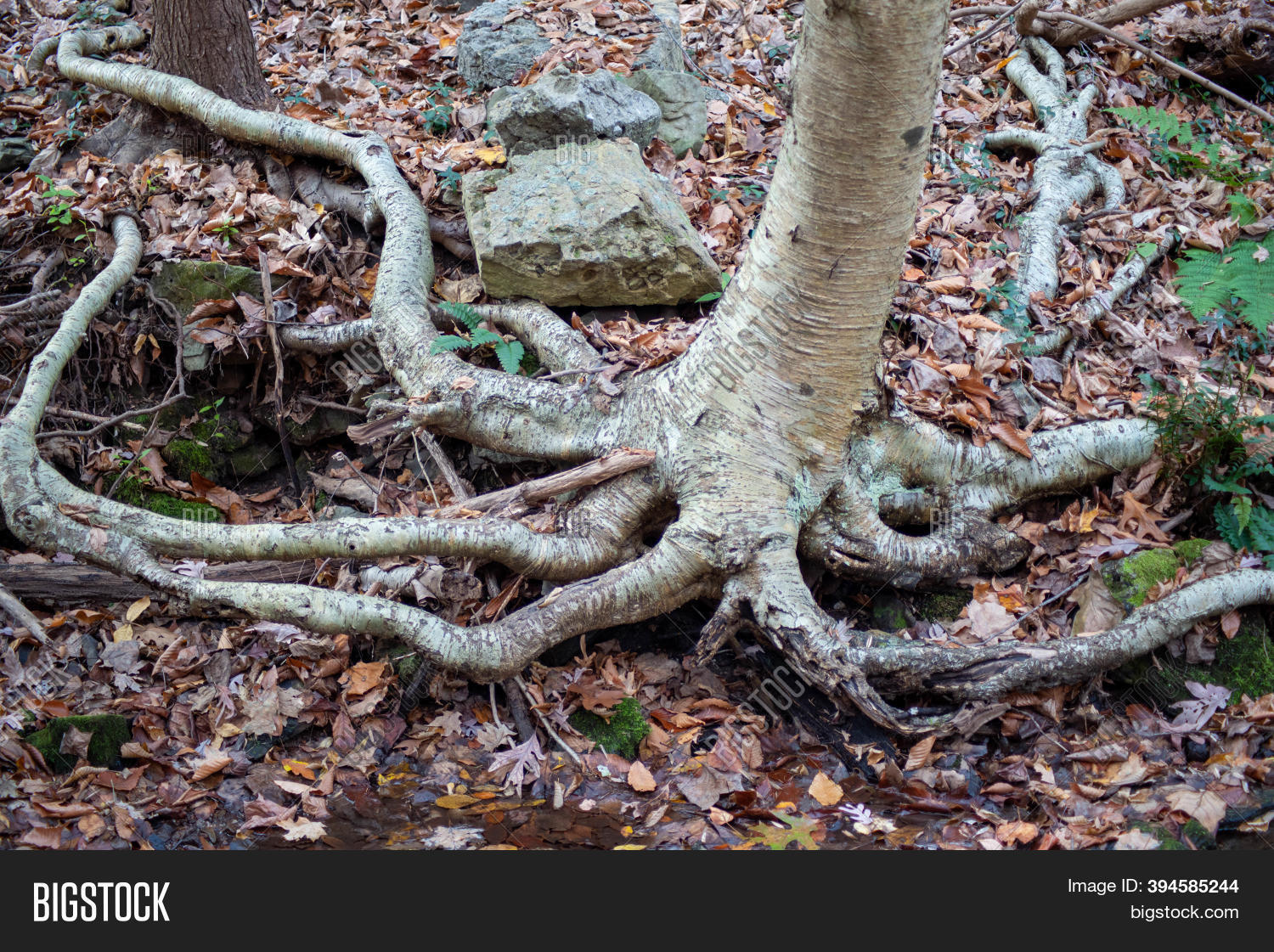 Long Gnarled Twisting Image & Photo (Free Trial) | Bigstock