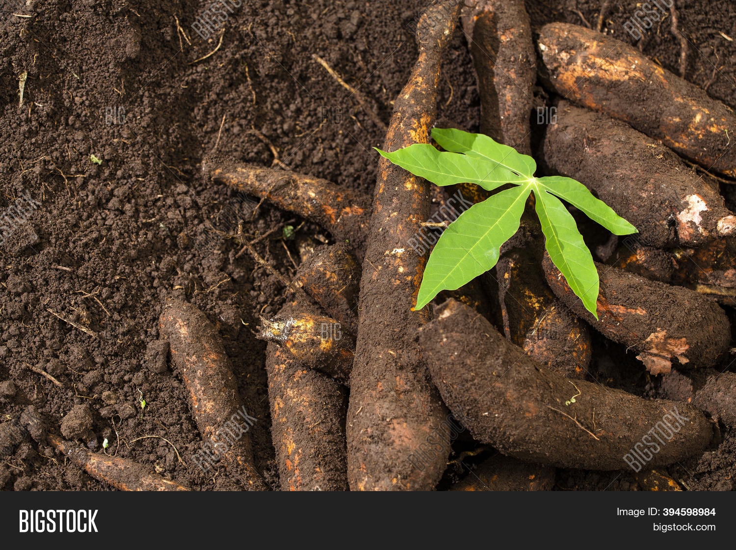 Manihot Esculenta Root Image & Photo (Free Trial) | Bigstock
