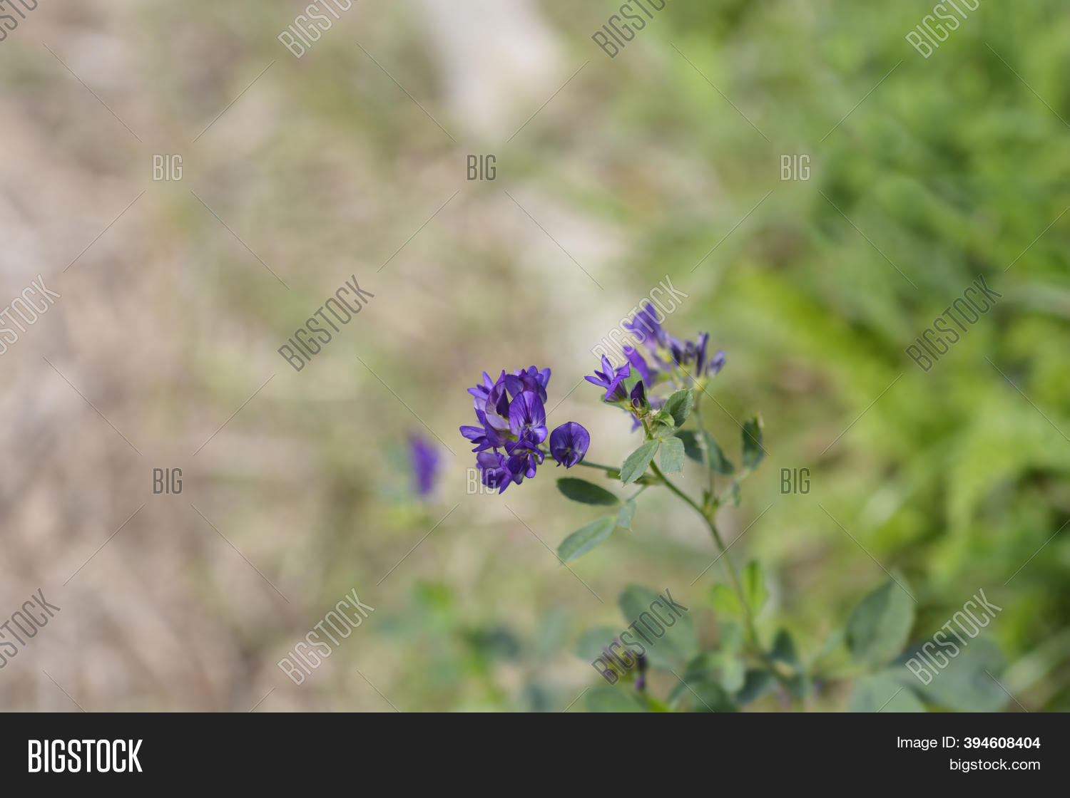 Alfalfa Flowers - Image & Photo (Free Trial) | Bigstock