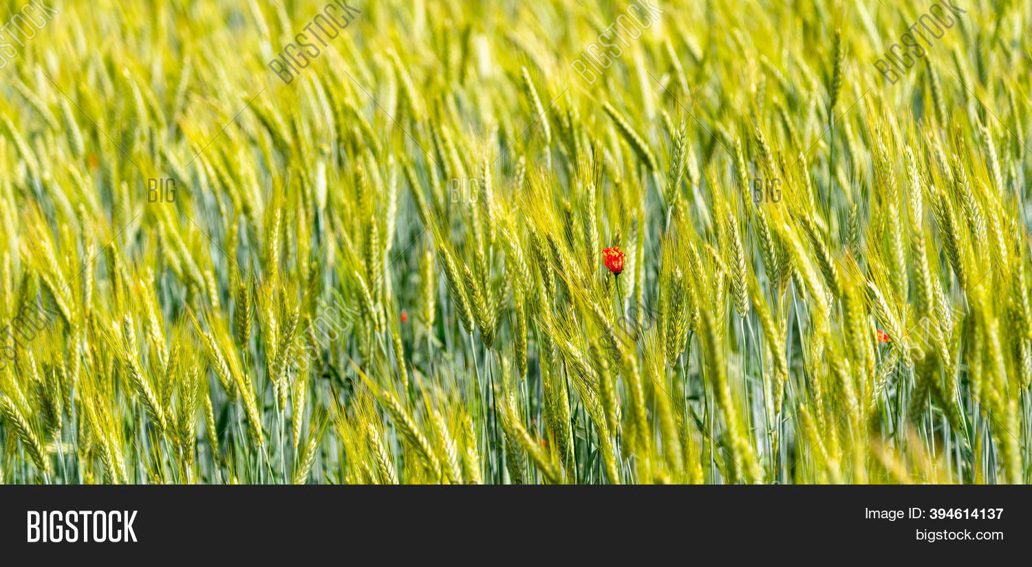 Field Green Grain. Image & Photo (Free Trial) | Bigstock