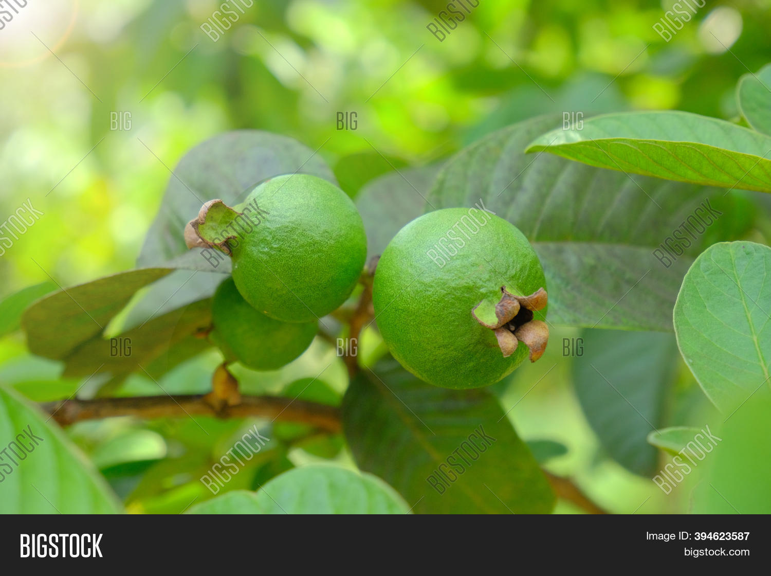 Guava Fruit - Fresh Image & Photo (Free Trial) | Bigstock