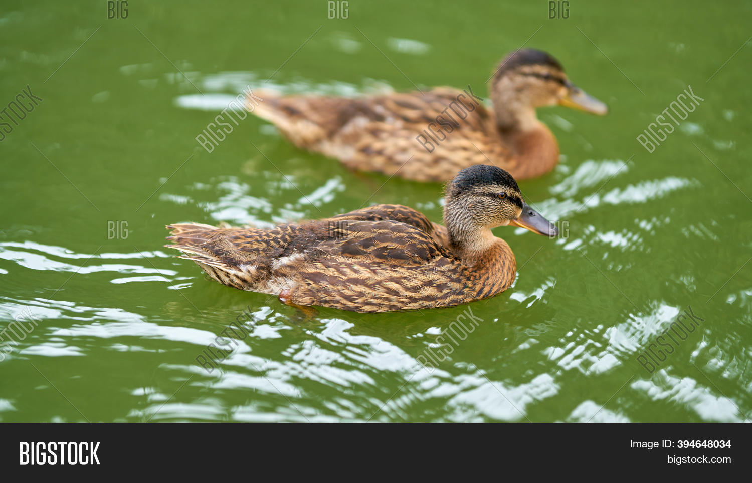Two Ducks Swimming On Image & Photo (Free Trial) | Bigstock
