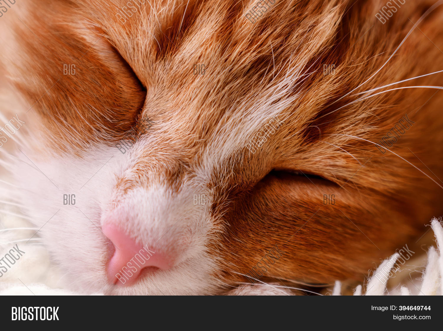 Close Sleeping Red Cat Image & Photo (Free Trial) | Bigstock
