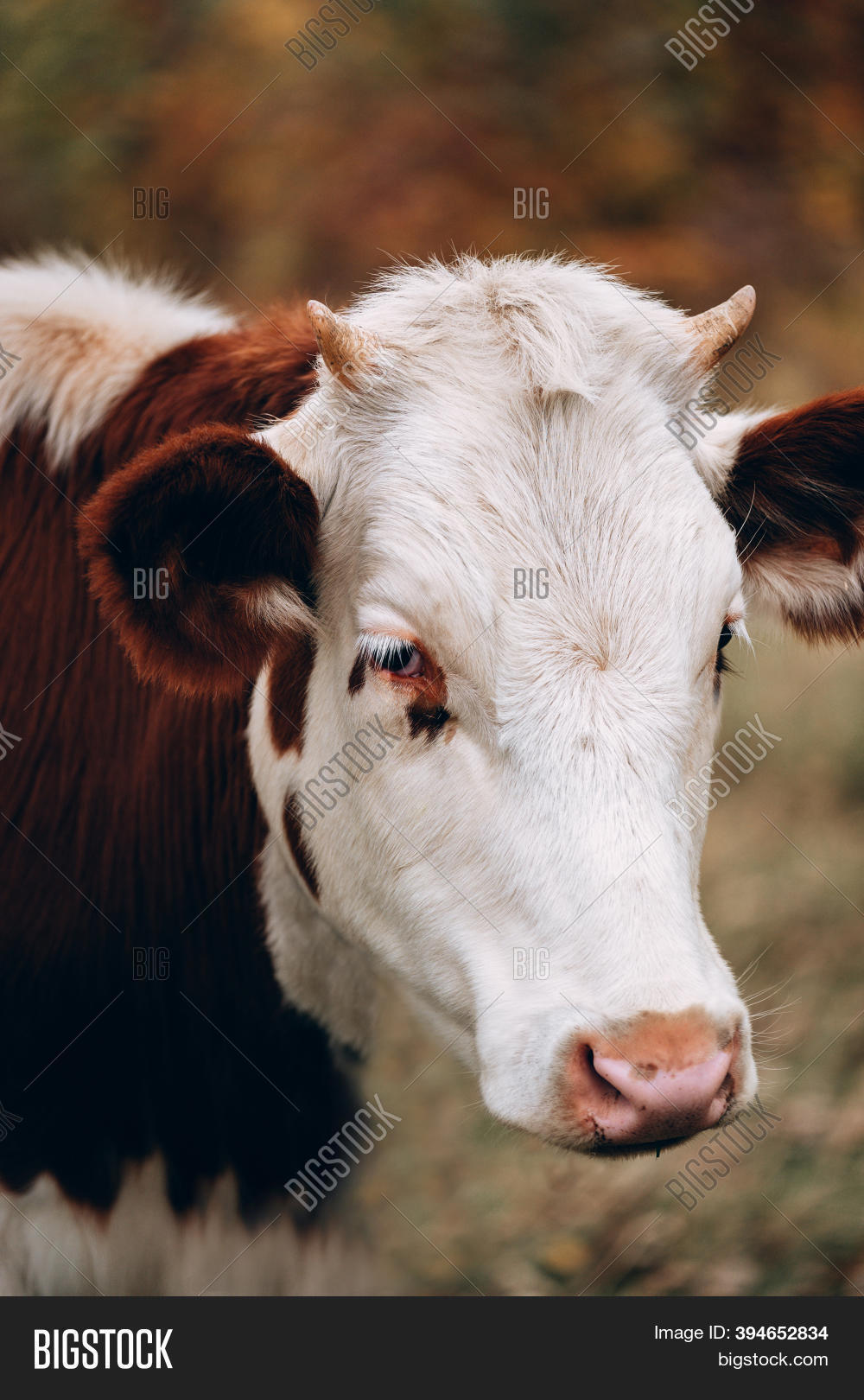 White Cow Red Spots Image & Photo (Free Trial) | Bigstock