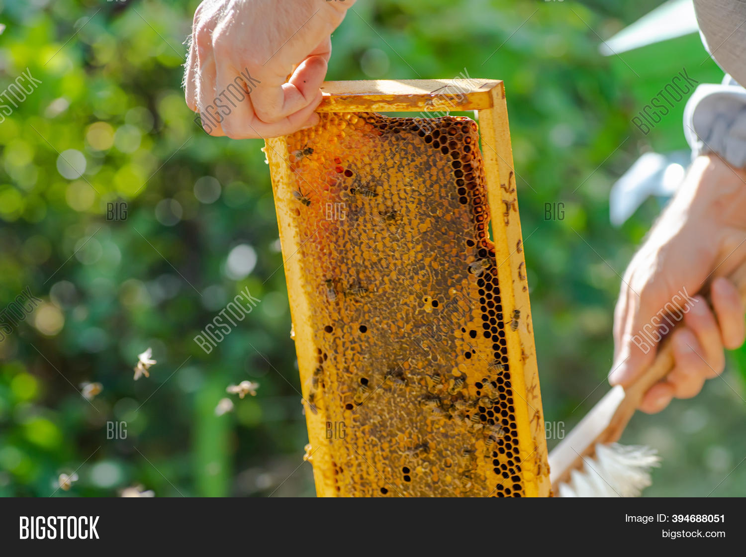 Beekeeper Puts Frame Image & Photo (Free Trial) | Bigstock