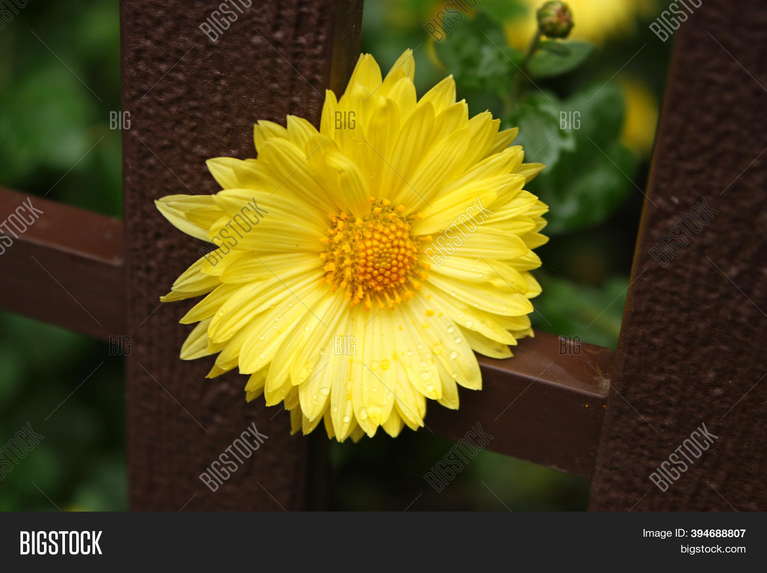 Soft Bright Single Image & Photo (Free Trial) | Bigstock