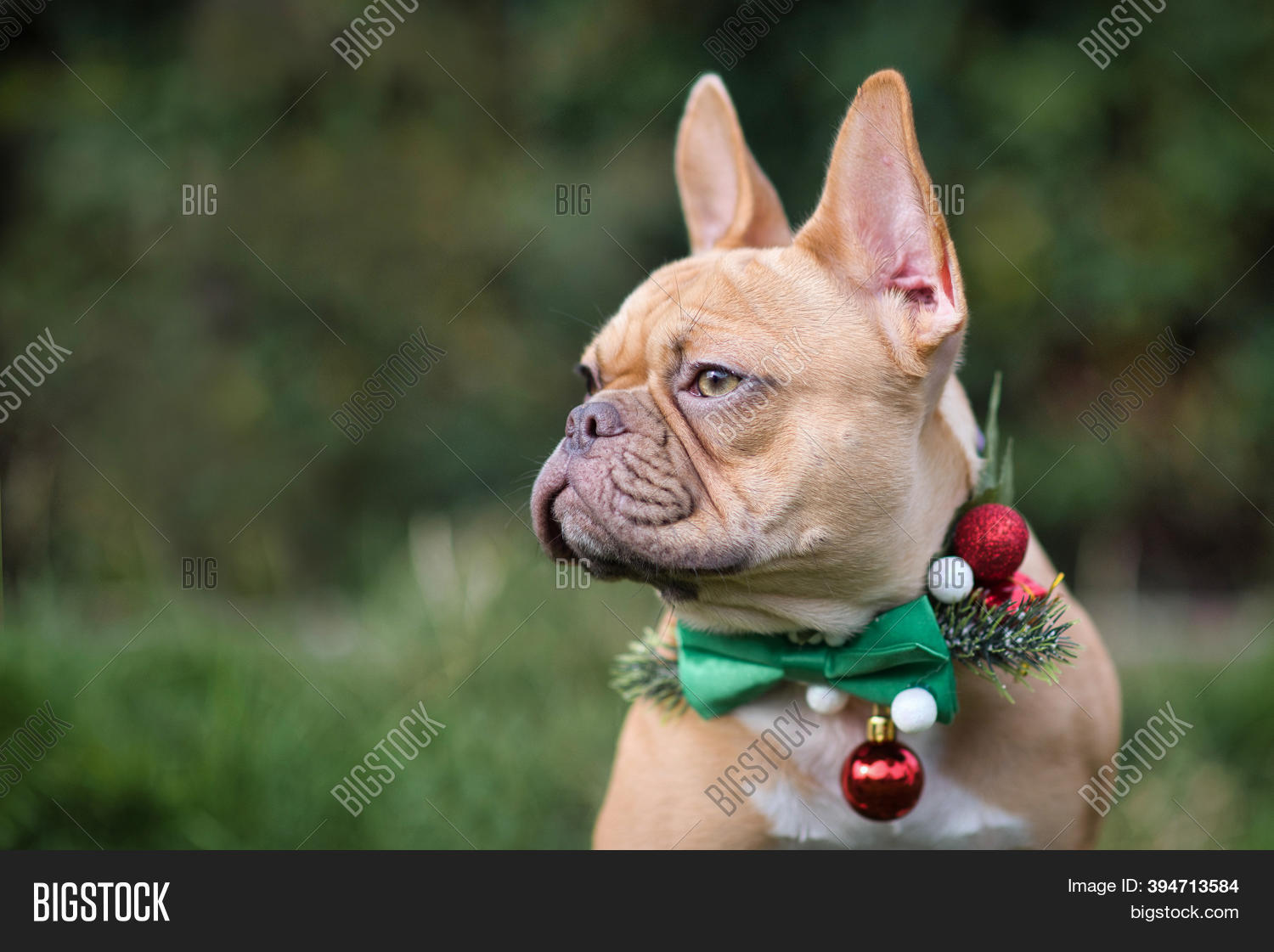 Red Fawn French Bulldog