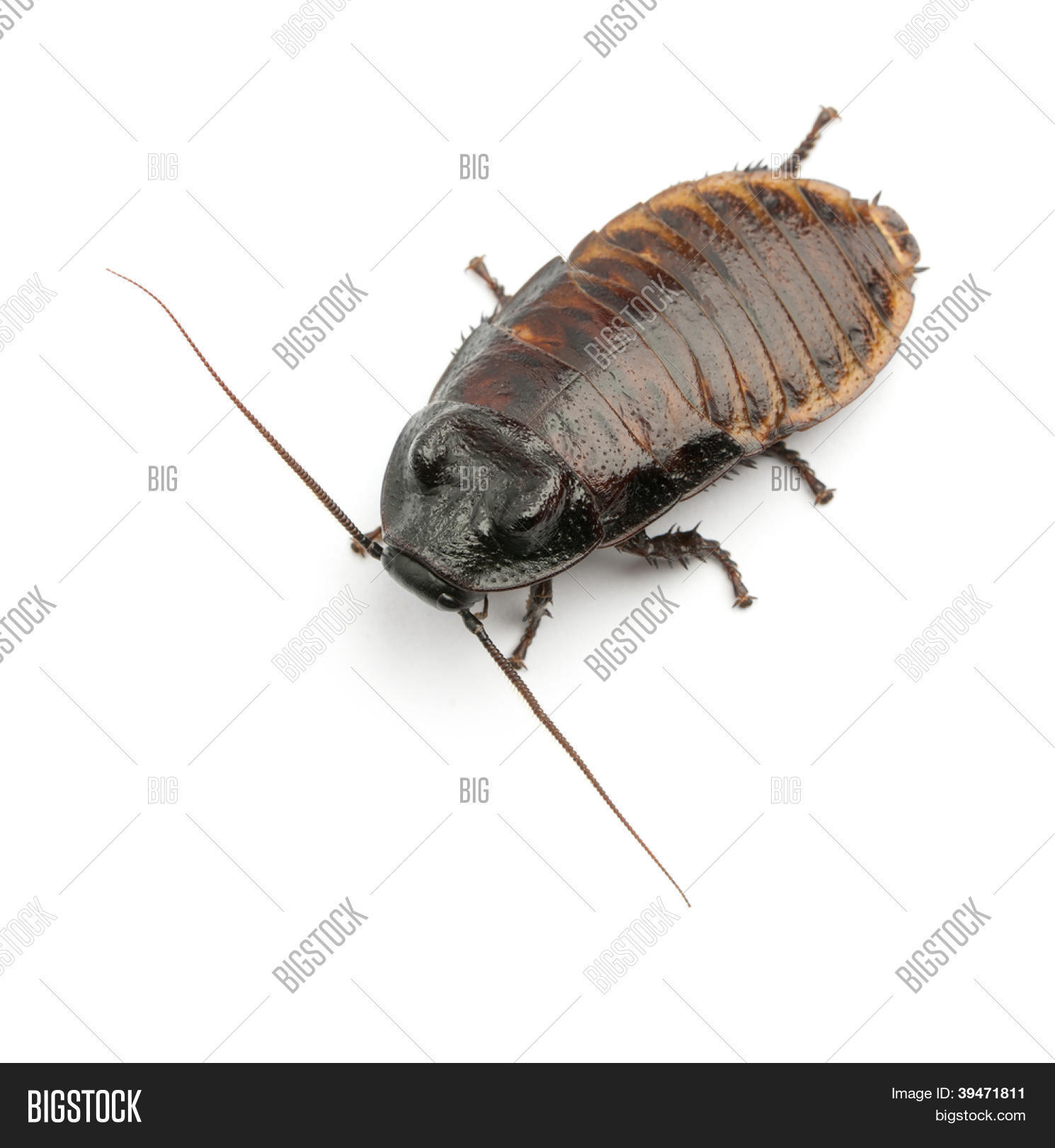 Madagascar Hissing Image & Photo (Free Trial) | Bigstock