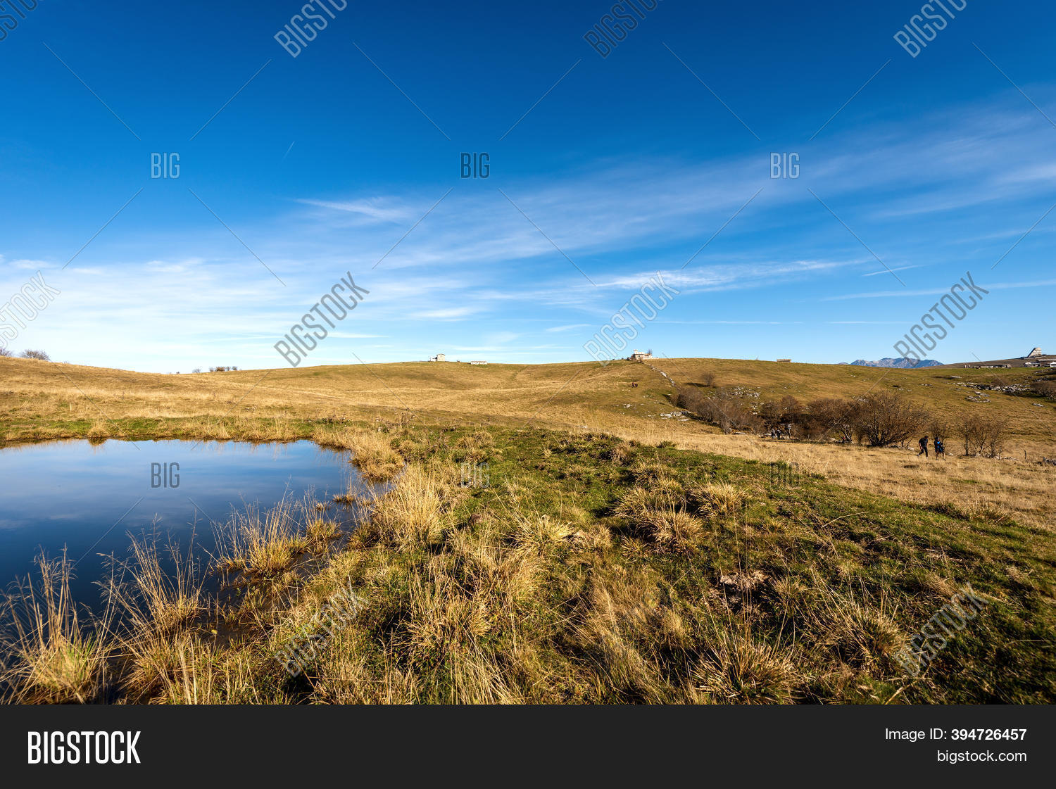 Small Lake Cows Image & Photo (Free Trial) | Bigstock