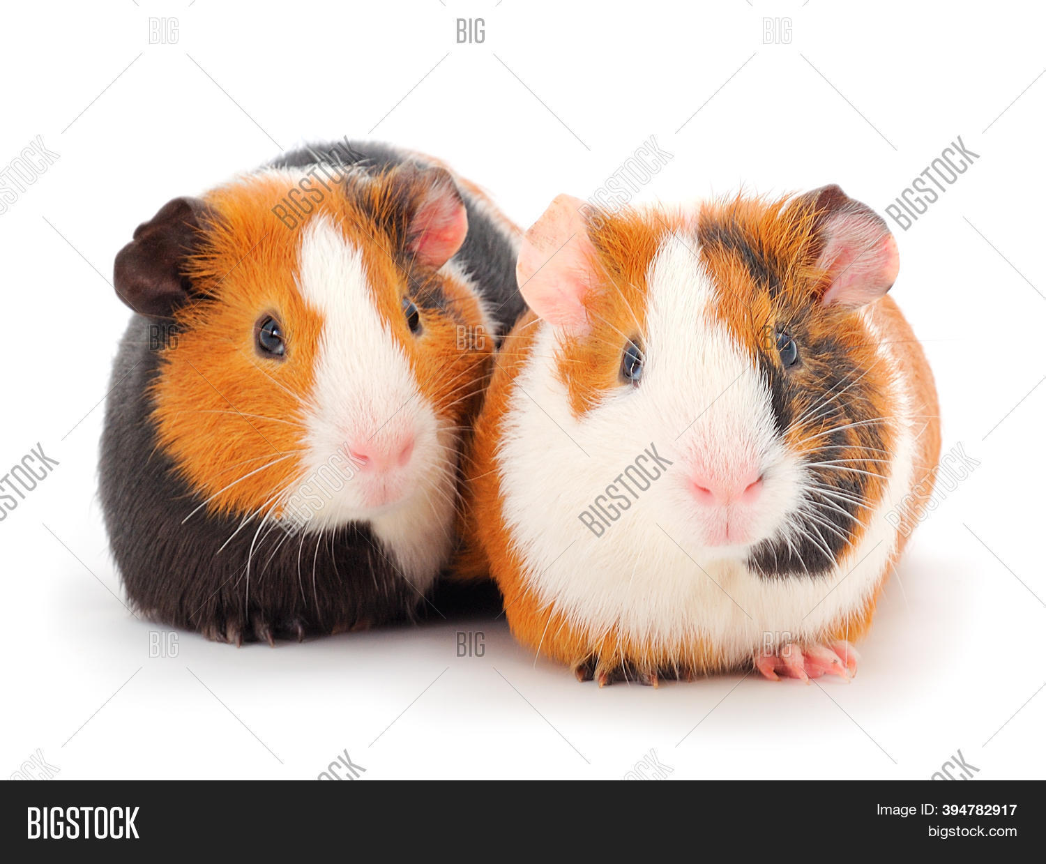 Two Guinea Pigs Image & Photo (Free Trial) | Bigstock