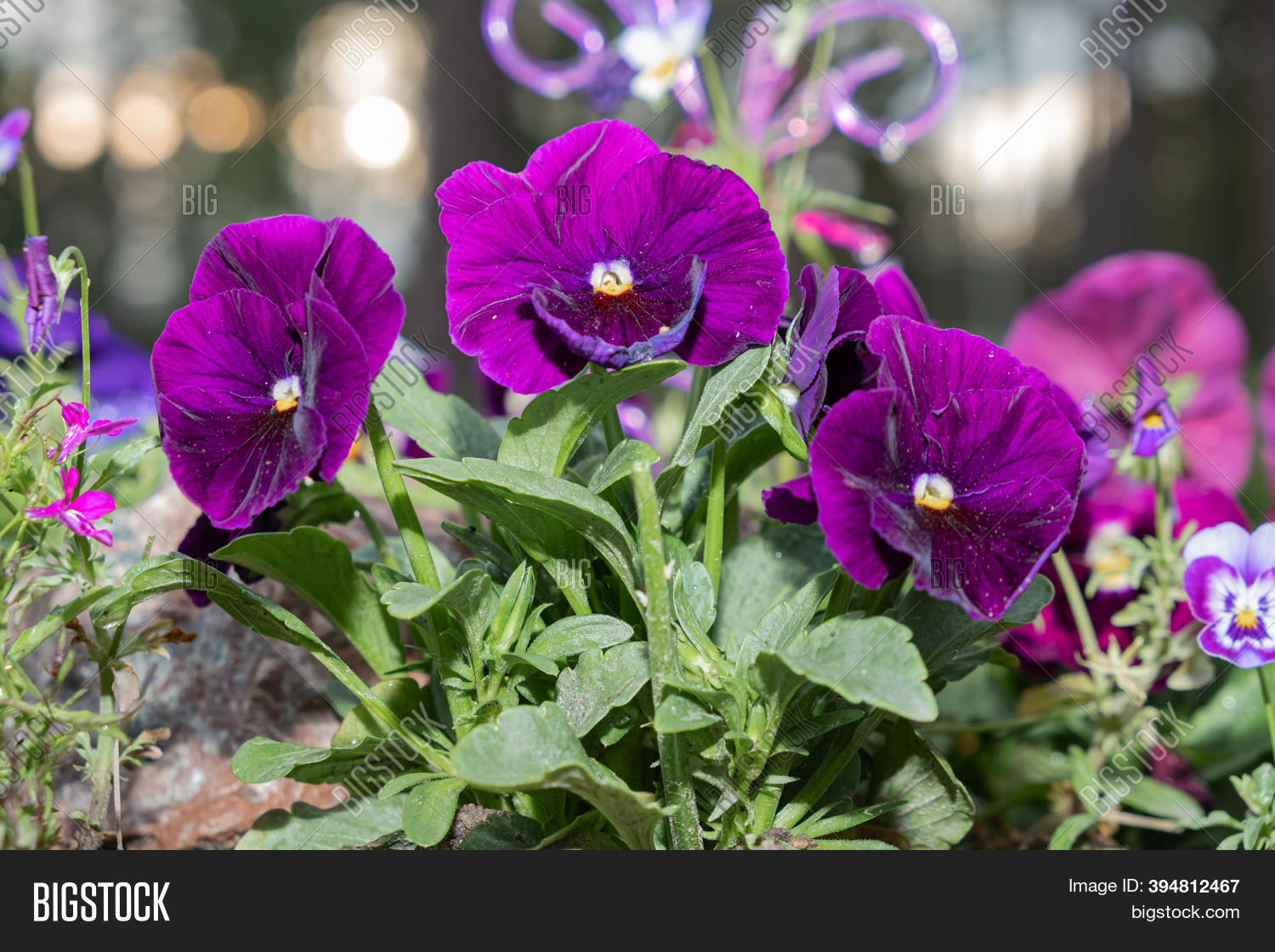 Colorful Viola Flowers Image & Photo (Free Trial) | Bigstock