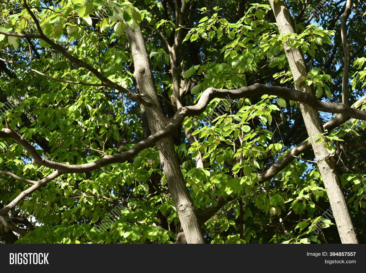 Peculiar Shape Image & Photo (Free Trial) | Bigstock