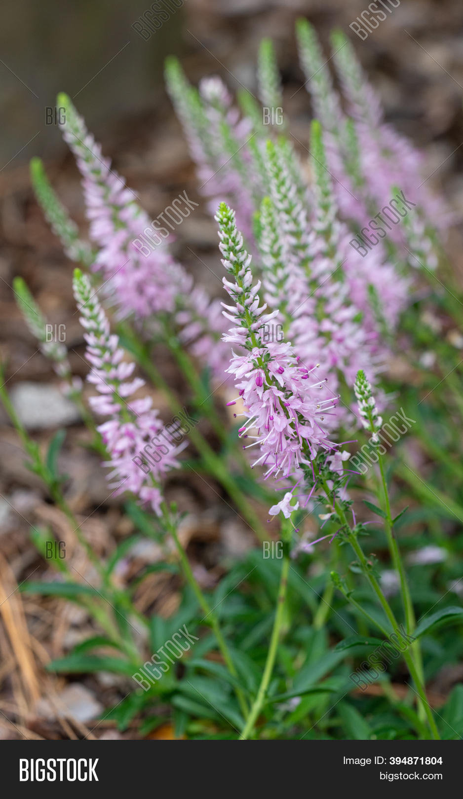 Speedwell Inspire Pink Image & Photo (Free Trial) | Bigstock