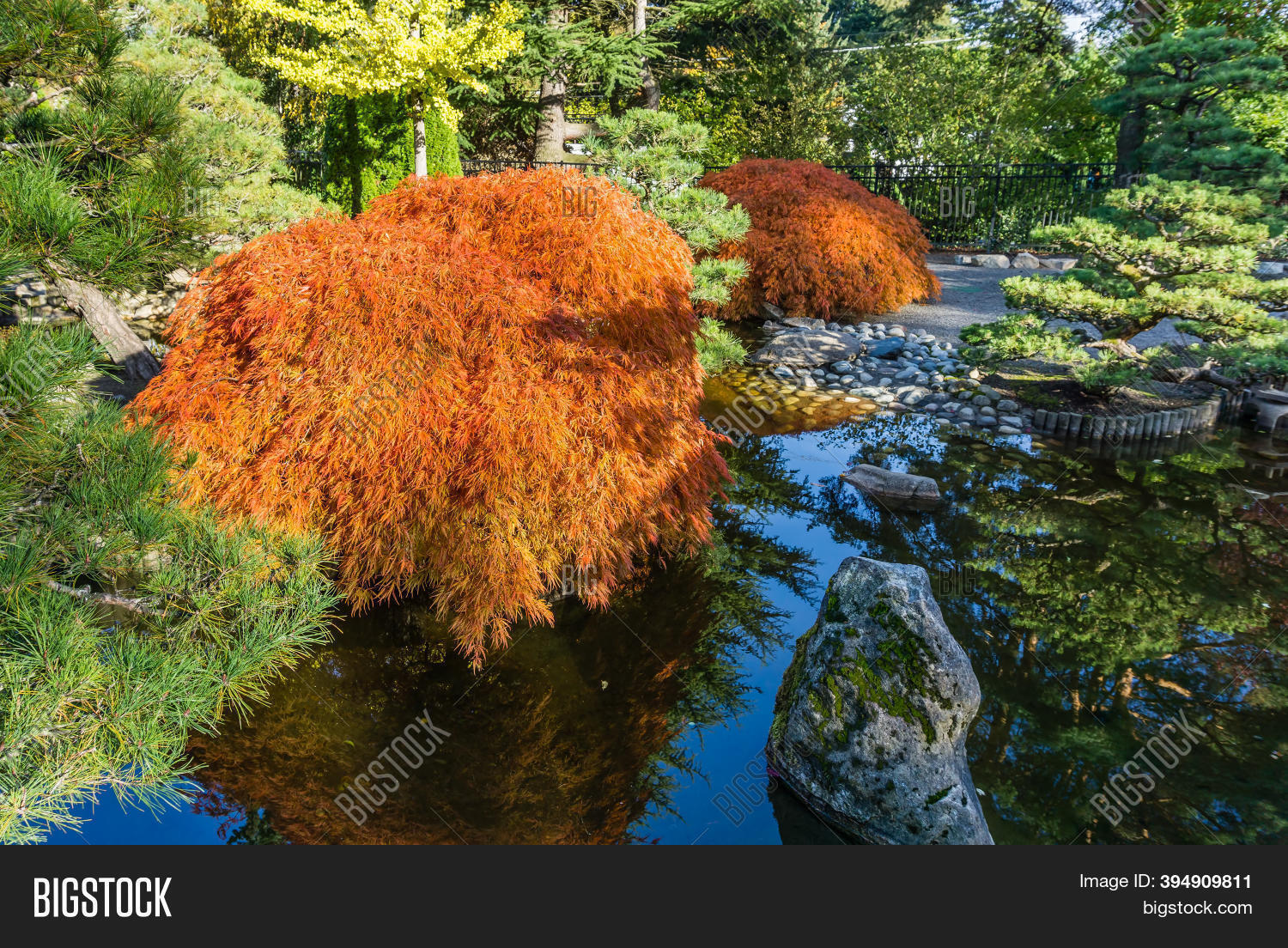 Pond Japanese Maple Image & Photo (Free Trial) | Bigstock