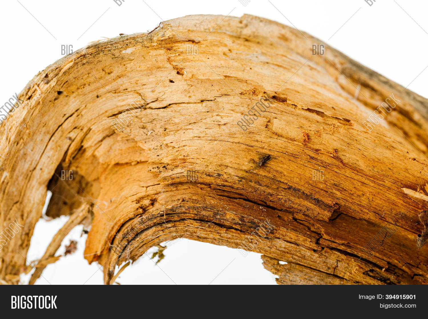 Dry Dead Snag On White Image & Photo (Free Trial) | Bigstock