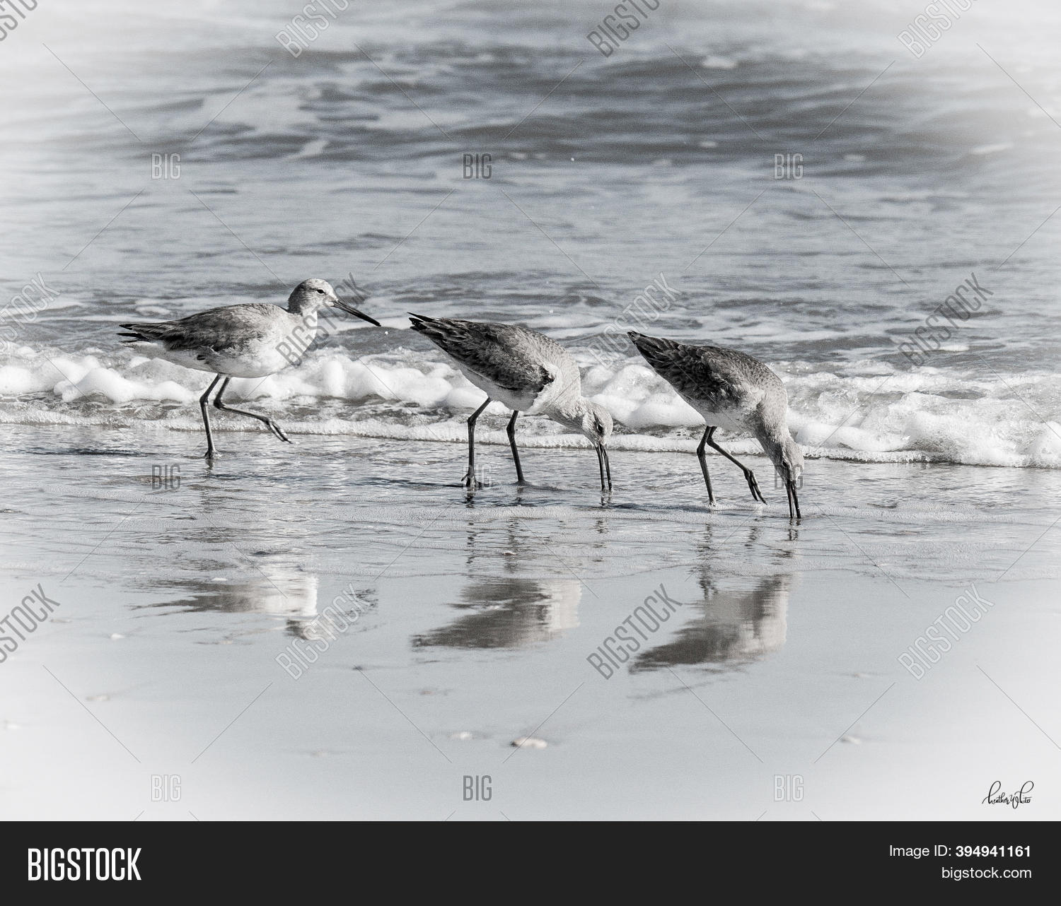 Sandpiper Birds Eating Image & Photo (Free Trial) | Bigstock