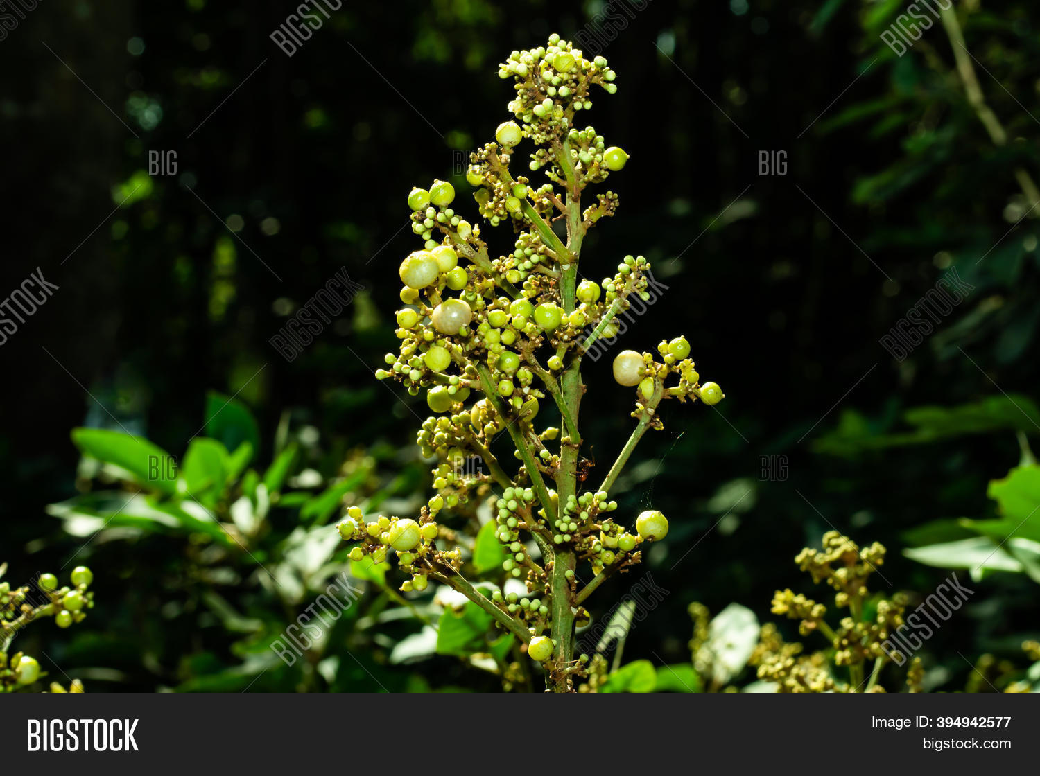 Vitis Grapevines Genus Image & Photo (Free Trial) | Bigstock