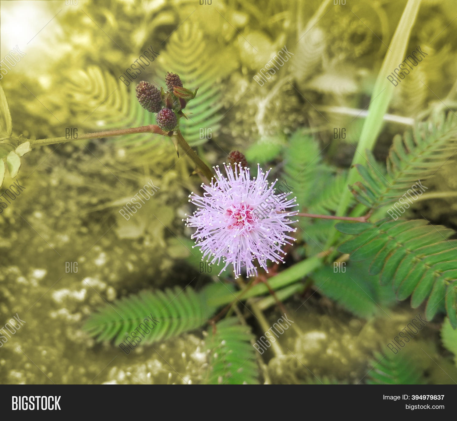 Pink Flower Mimosa Image & Photo (Free Trial) | Bigstock