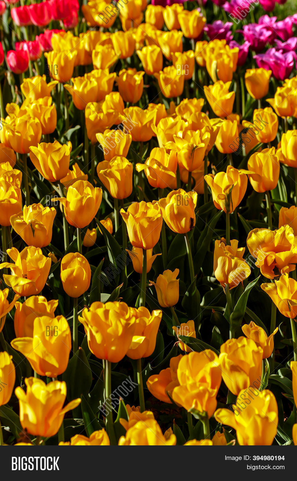 Tulip Yellow Bulbs Image & Photo (Free Trial) | Bigstock