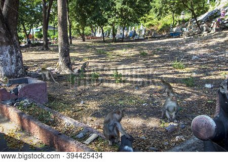 Monkeys Temples Lop Image & Photo (Free Trial) | Bigstock