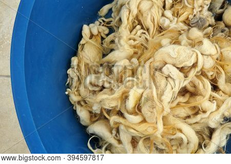 Natural Pure Sheep Image & Photo (Free Trial) | Bigstock
