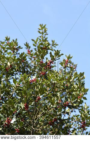Common Holly Tree Top Image & Photo (Free Trial) | Bigstock